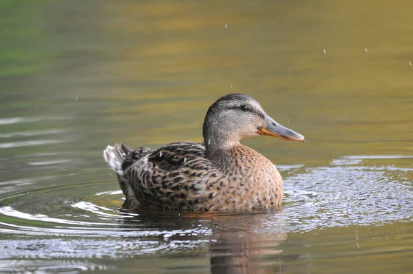 Indian spotted duck Stock Photos, Royalty Free Indian spotted duck ...