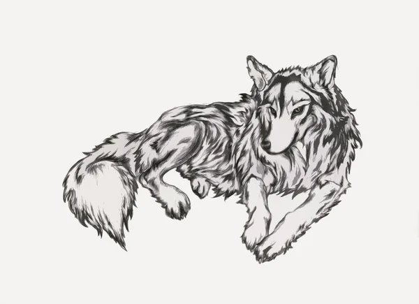 How To Draw A Wolf Lying Down