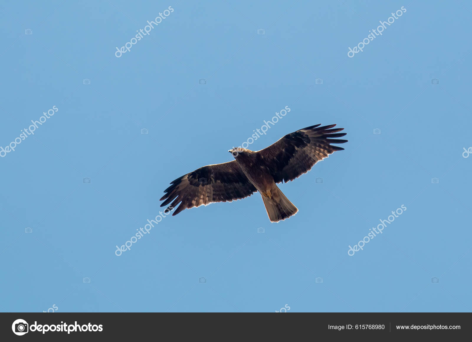 Booted Eagle In Flight