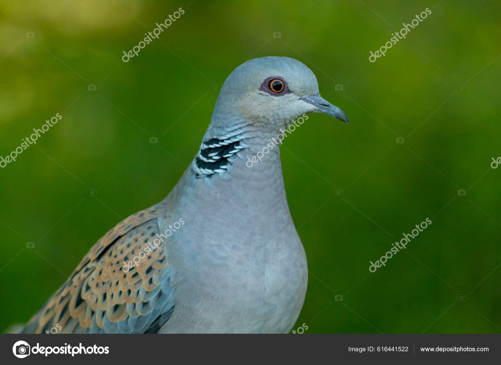 Turtle Dove Forest — Stock Photo © georgi.gerdjikov@gmail.com #616441522