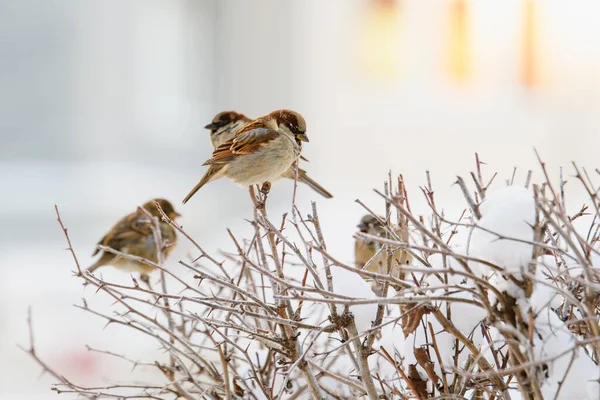 Winter sparrows Stock Photos, Royalty Free Winter sparrows Images ...
