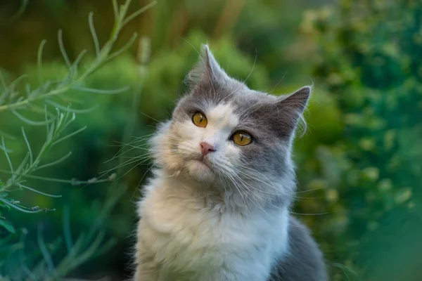 Cat model portrait. Outdoor nature relax concept. Pretty happy cat ...
