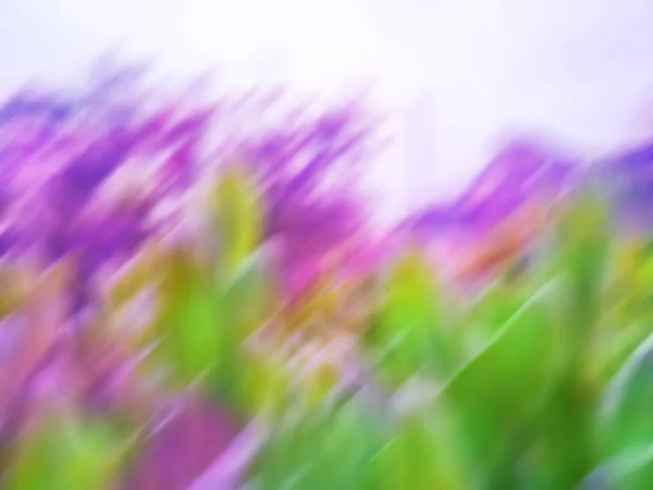 Garden blur Stock Photos, Royalty Free Garden blur Images | Depositphotos