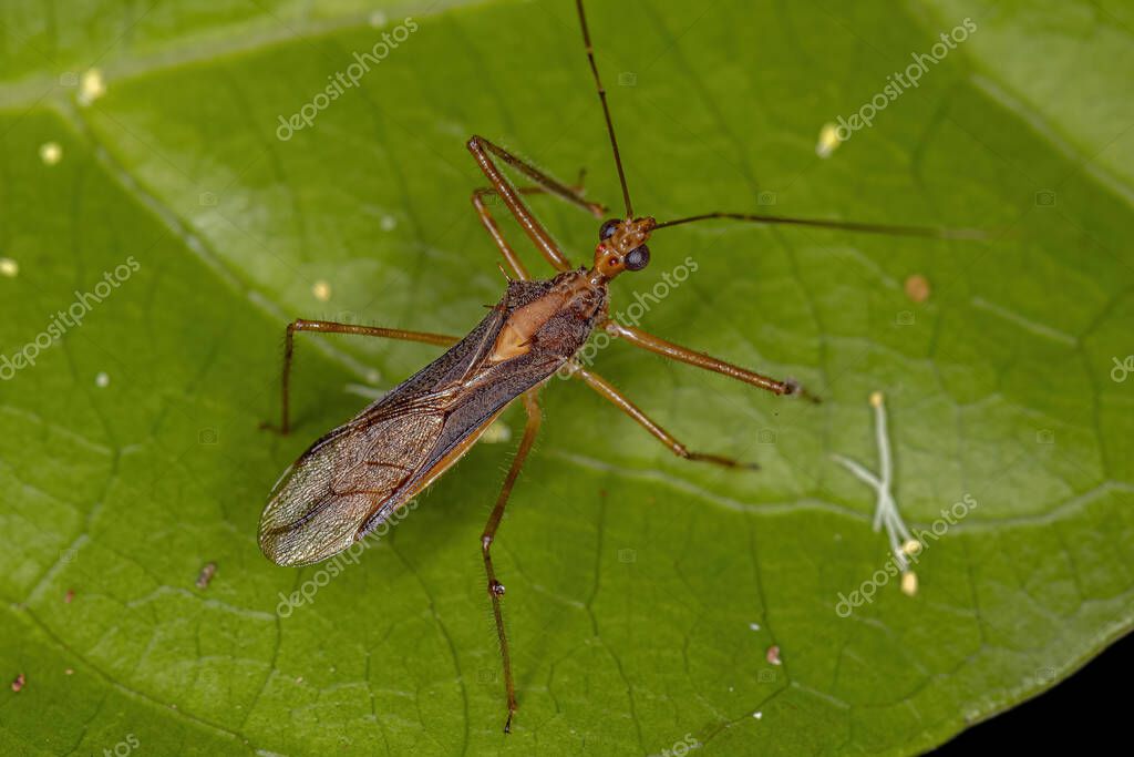 Adulto asesino insecto del género repipta 2023
