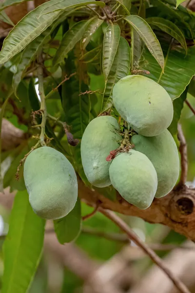 Mango tree of the species Mangifera indica with fruits - Stock Image ...
