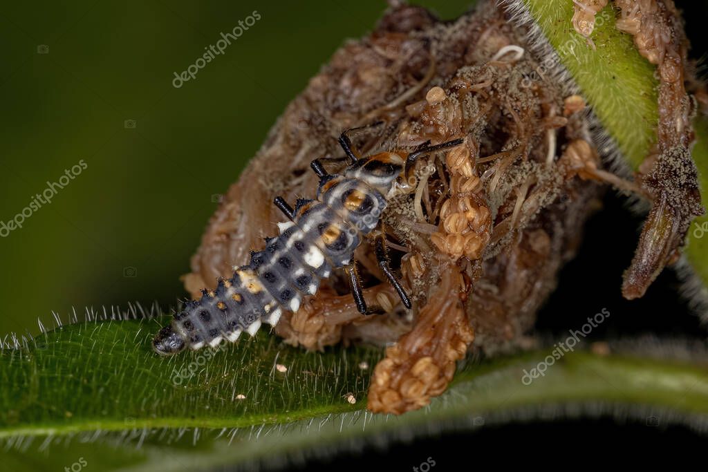 Escarabajo de manchas negras Larva del género Eriopis 2023