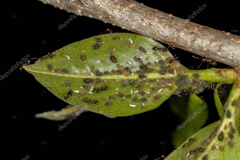 Pequeños insectos áfidos de la familia Aphididae y hormigas adultas ...