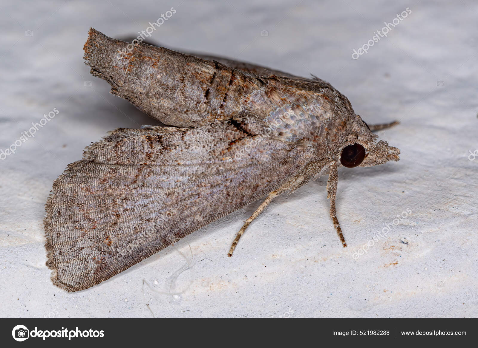 Adult Moth Insect Order Lepidoptera — Stock Photo © softkrafts.live.com ...