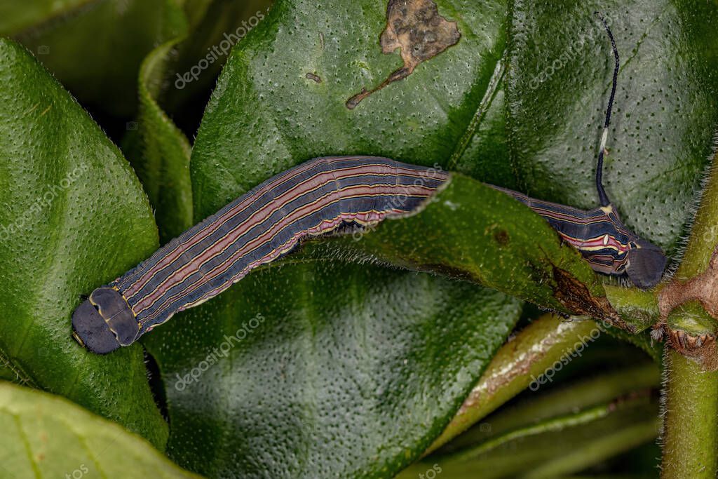 Macroglossina Polilla esfinge Oruga de la especie Isognathus allamandae ...