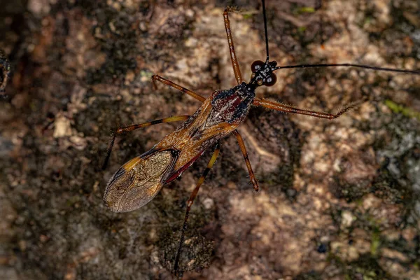 Two spotted assassin bug Stock Photos, Royalty Free Two spotted ...