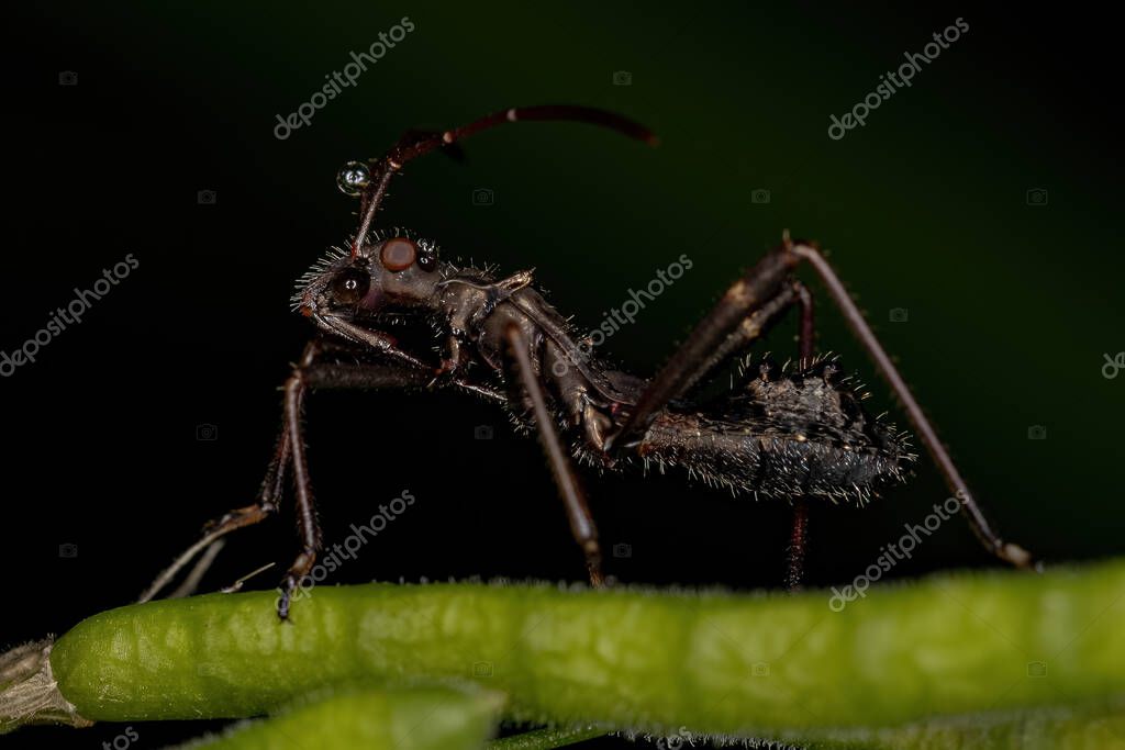 Ninfa de insectos de cabeza ancha de la especie Neomegalotomus parvus 2024