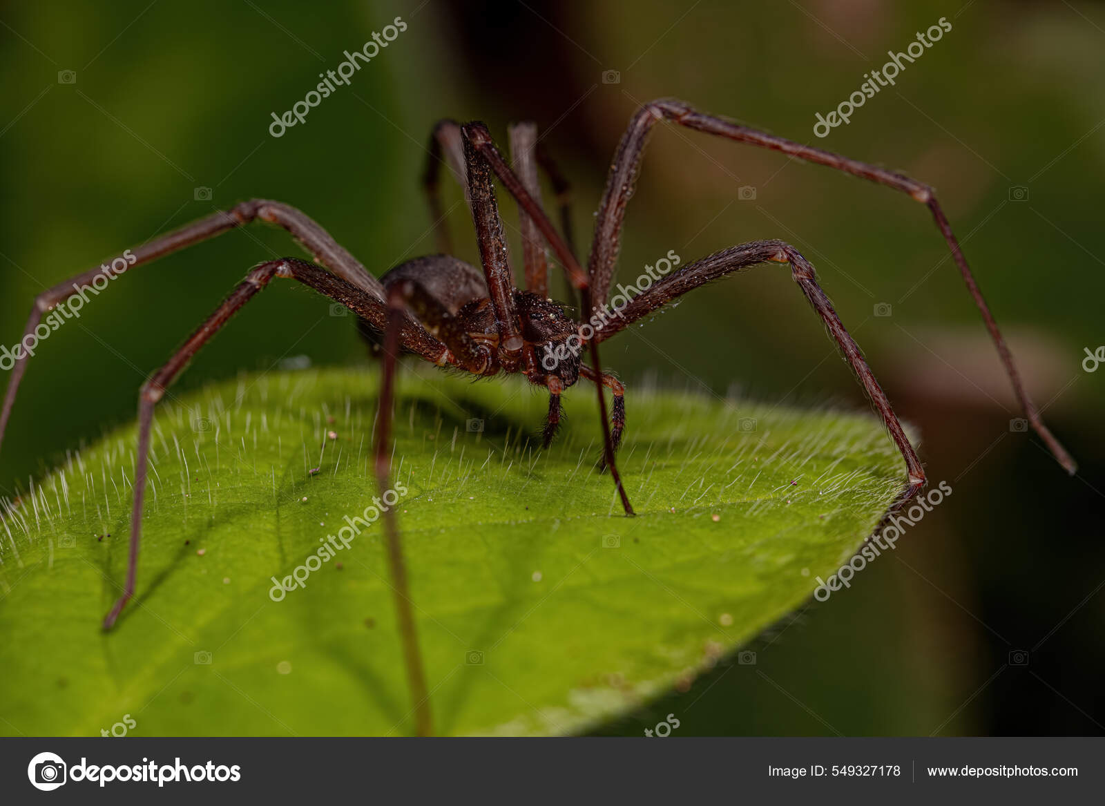 Adult Recluse Spider Genus Loxosceles — Stock Photo © softkrafts.live ...