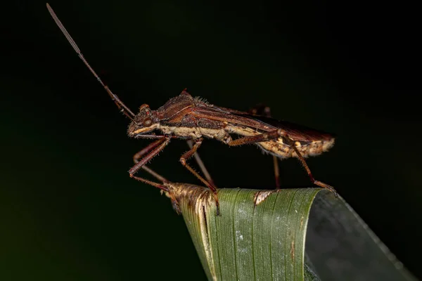 Angustfolia Stock Photos, Royalty Free Angustfolia Images | Depositphotos