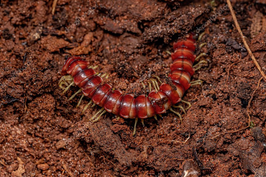 Millipede de la familia Chelodesmidae con respaldo plano rojo 2023