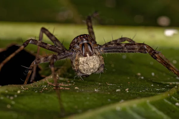 Spider Egg Sac Identification