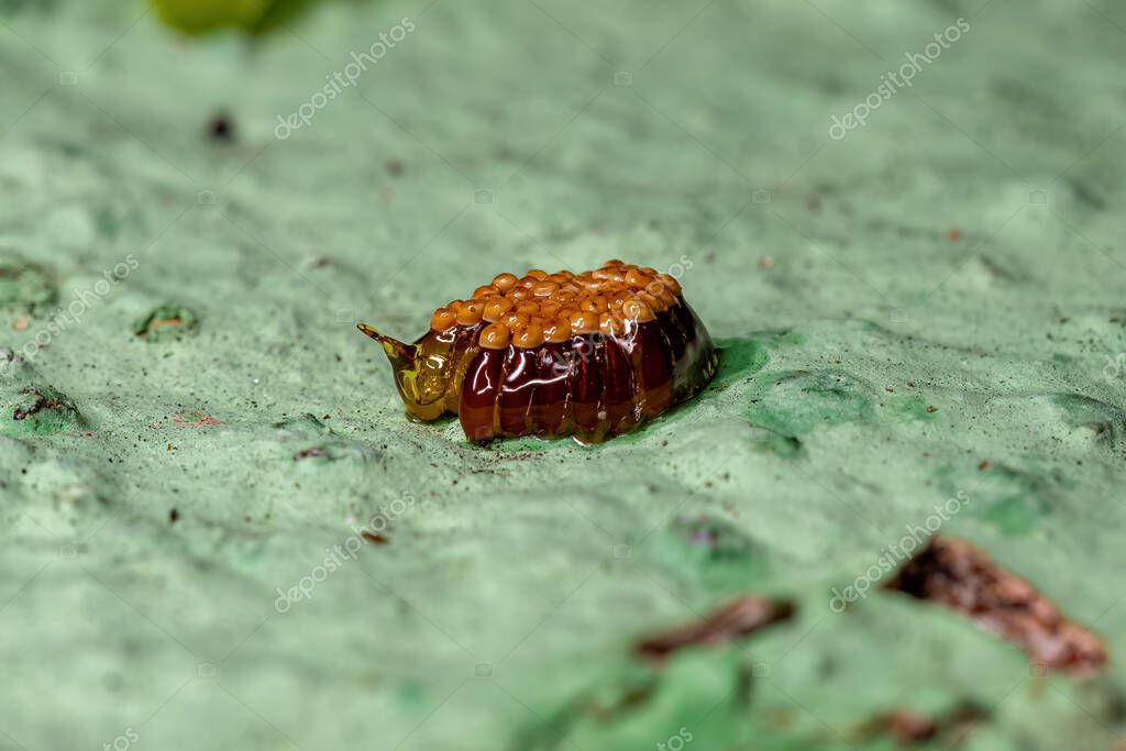 Huevos de insectos asesinos de la familia Reduviidae 2022