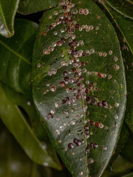 Citrus scale insect Stock Photos, Royalty Free Citrus scale insect ...
