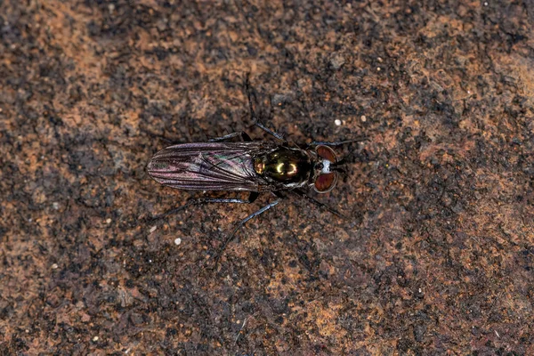 Fotos de Mosca sarcophagidae, Imagens de Mosca sarcophagidae sem ...