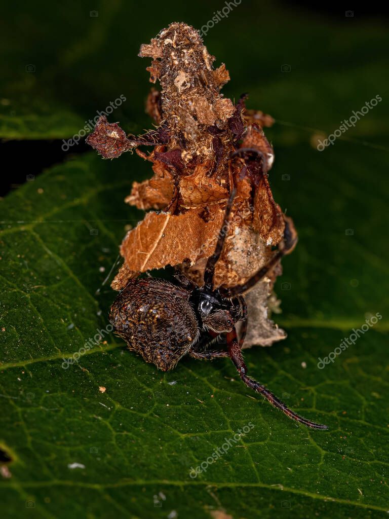 Pequeña Araña Orbweaver del Género Parawixia en una pequeña polilla de la familia Psychidae 2022
