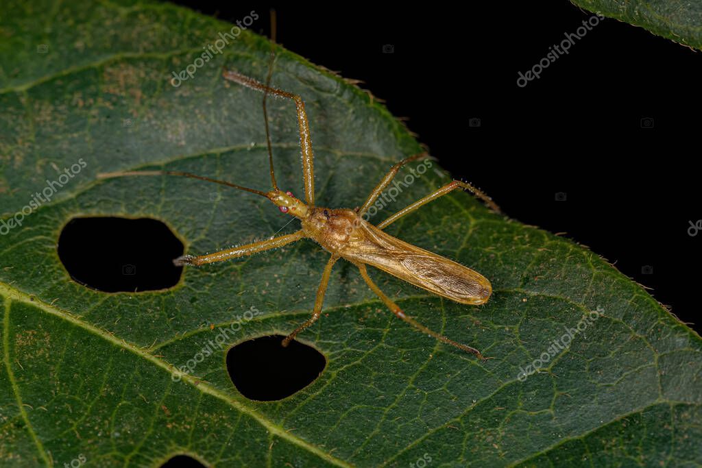 Asesino adulto Bug de la tribu Harpactorini 2023