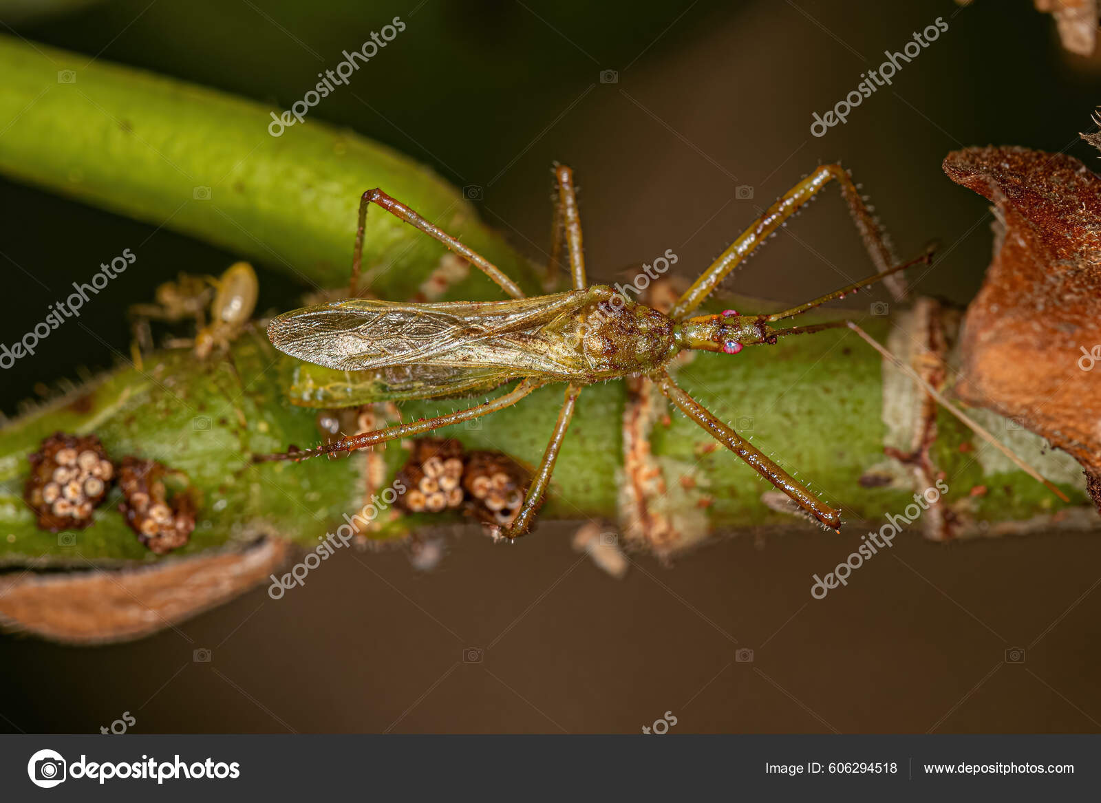 Adult Assassin Bug Tribe Harpactorini Oviposition Laying Eggs — Stock Photo © softkrafts.live ...