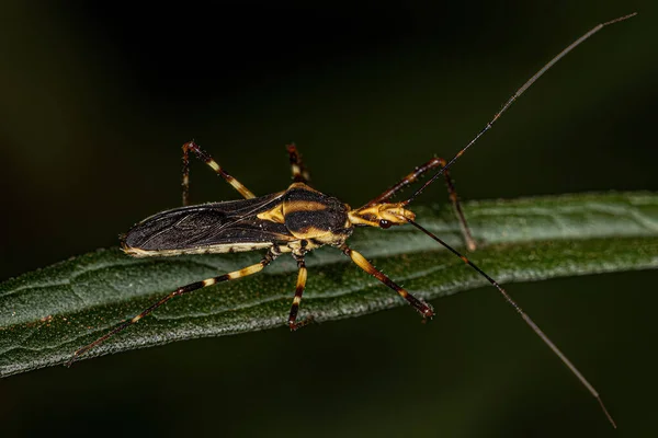 Pyrrhocoris apterus kolonisi Stock Photos, Royalty Free Pyrrhocoris ...