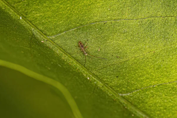 Springtail Stock Photos, Royalty Free Springtail Images | Depositphotos