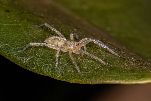 Dust spider Stock Photos, Royalty Free Dust spider Images | Depositphotos