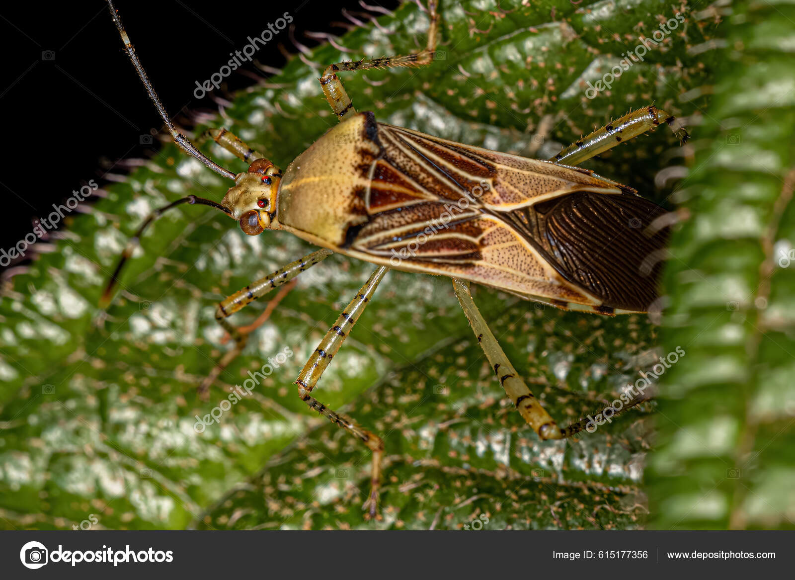 Adult Leaf Footed Bug Species Hypselonotus Fulvus — Stock Photo ...