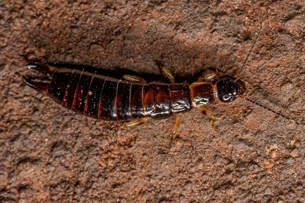 Subterranean termite Stock Photos, Royalty Free Subterranean termite ...