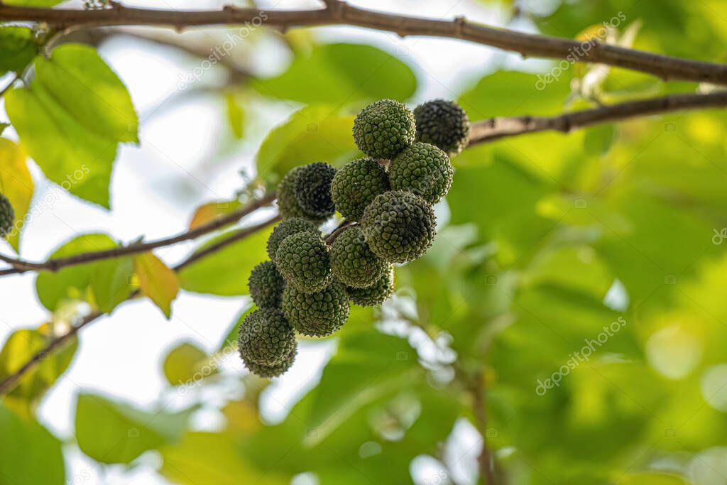 Olmo de las Indias Occidentales Planta de la especie Guazuma ulmifolia 2024
