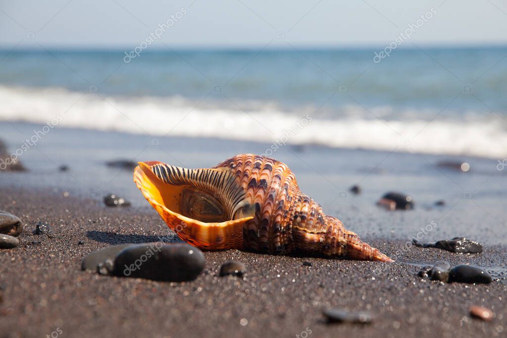 Charonia tritonis almeja en la arena. Tritón es un caracol gasterópodo ...