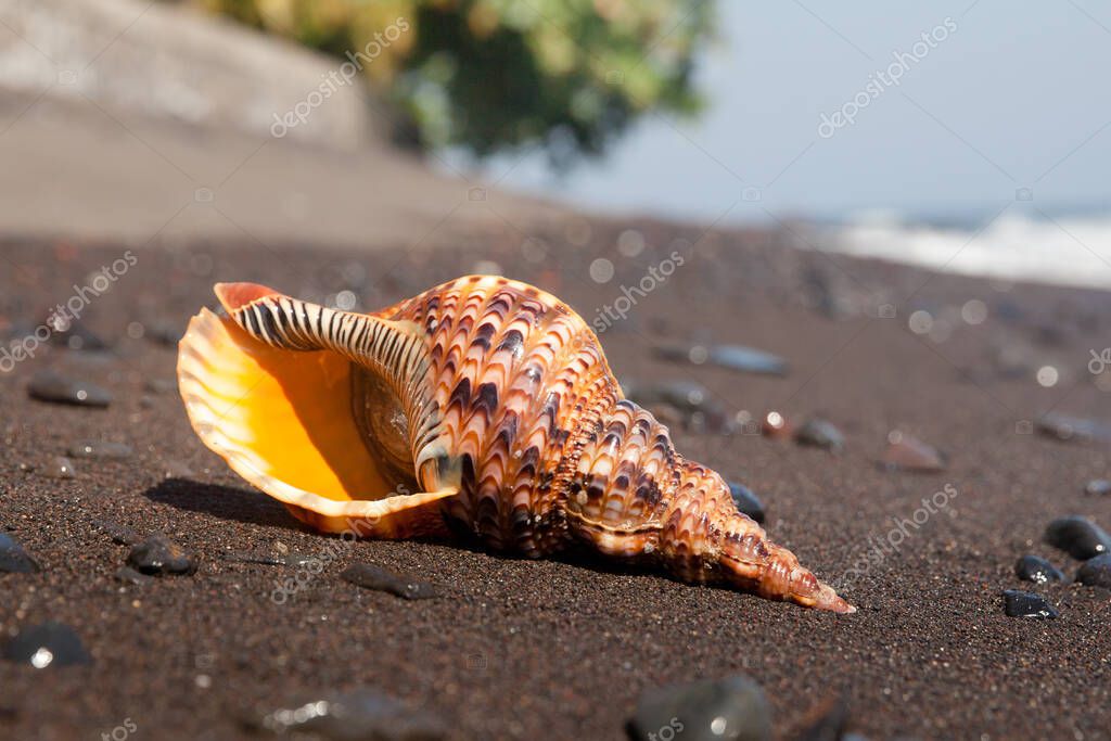 Charonia tritonis almeja en la arena. Tritón es un caracol gasterópodo ...