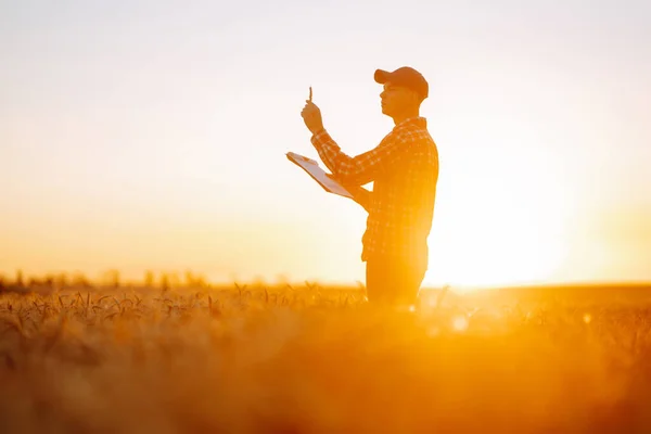 Wheat quality check. Farmer with ears of wheat at sunset in a wheat ...