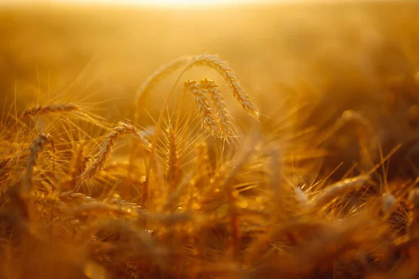 Golden wheat field Stock Photos, Royalty Free Golden wheat field Images ...