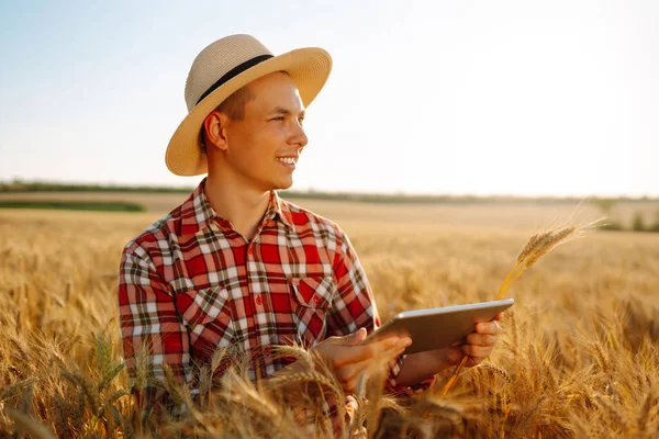 Farmer checking wheat field progress, holding tablet using internet ...