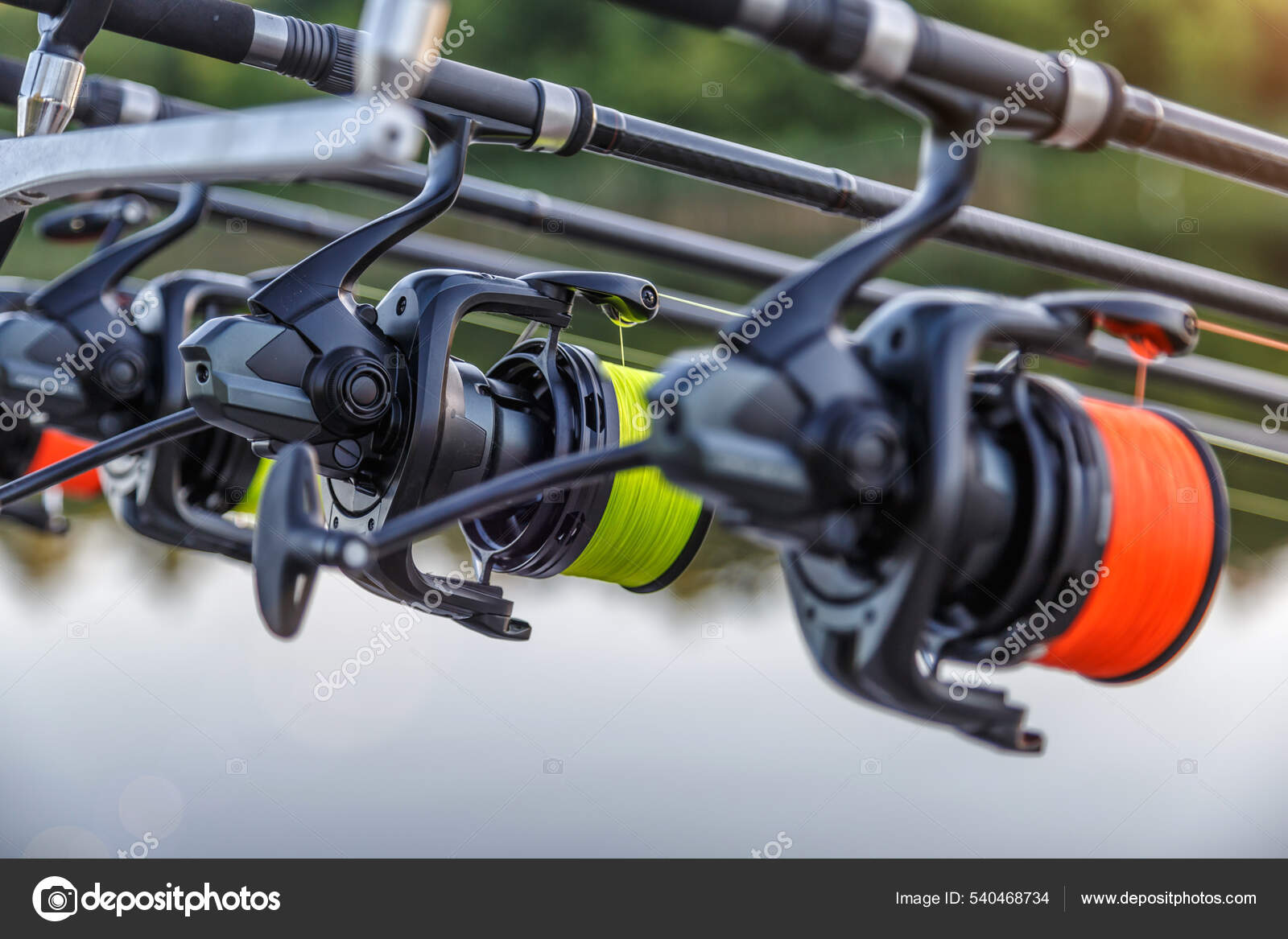 Carp Fishing Rods Carpfishing Session Lake Catching Fish Common Carp ...