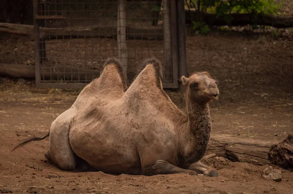 Sitting pose camel Stock Photos, Royalty Free Sitting pose camel Images ...