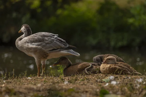 Pato salvaje con patitos Stock Photos, Royalty Free Pato salvaje con patitos Images | Depositphotos