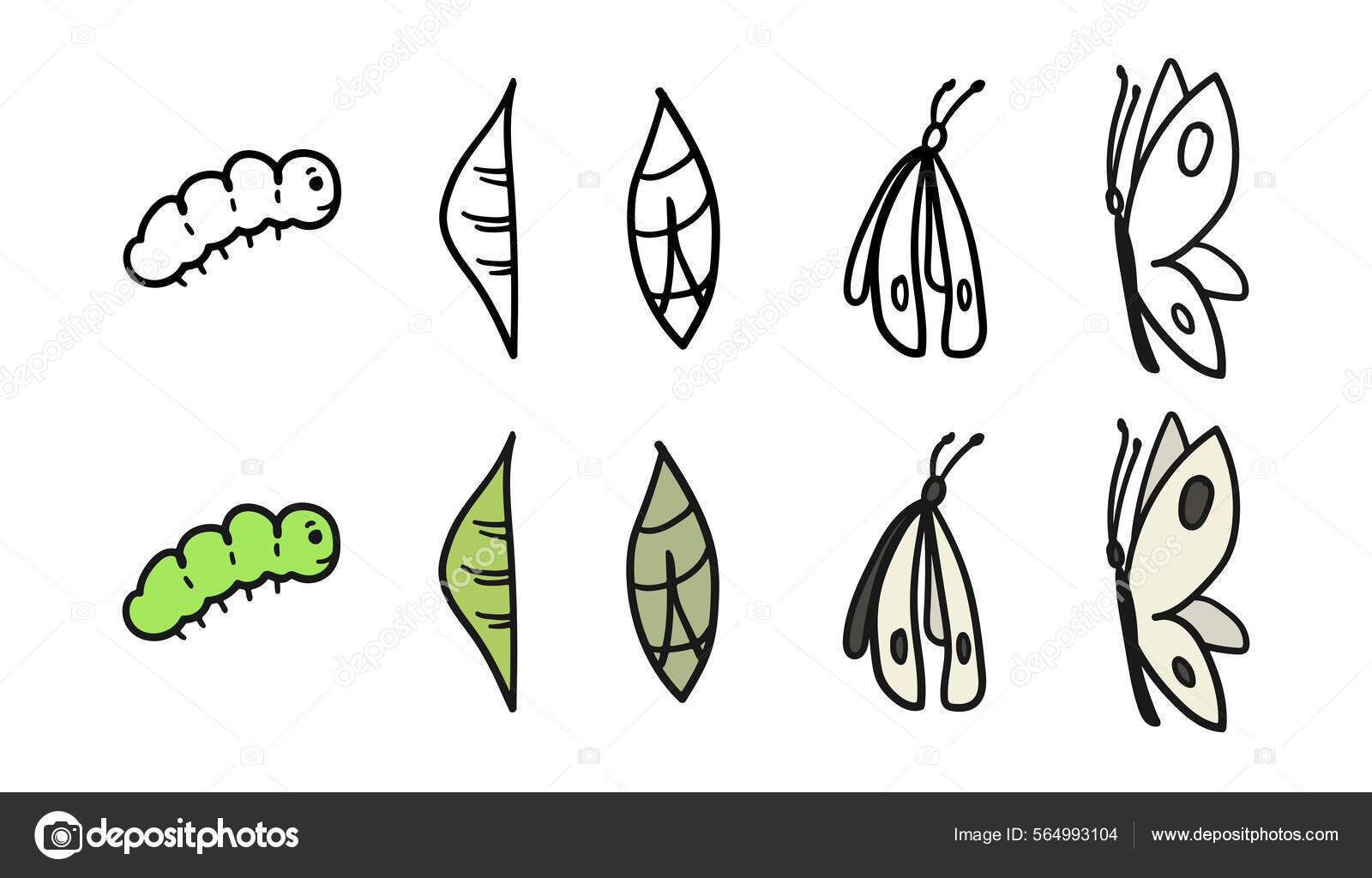 Pieris Brassicae Metamorphosis Caterpillar Butterfly Development ... Pieris Brassicae Metamorphosis Caterpillar Butterfly Development ...