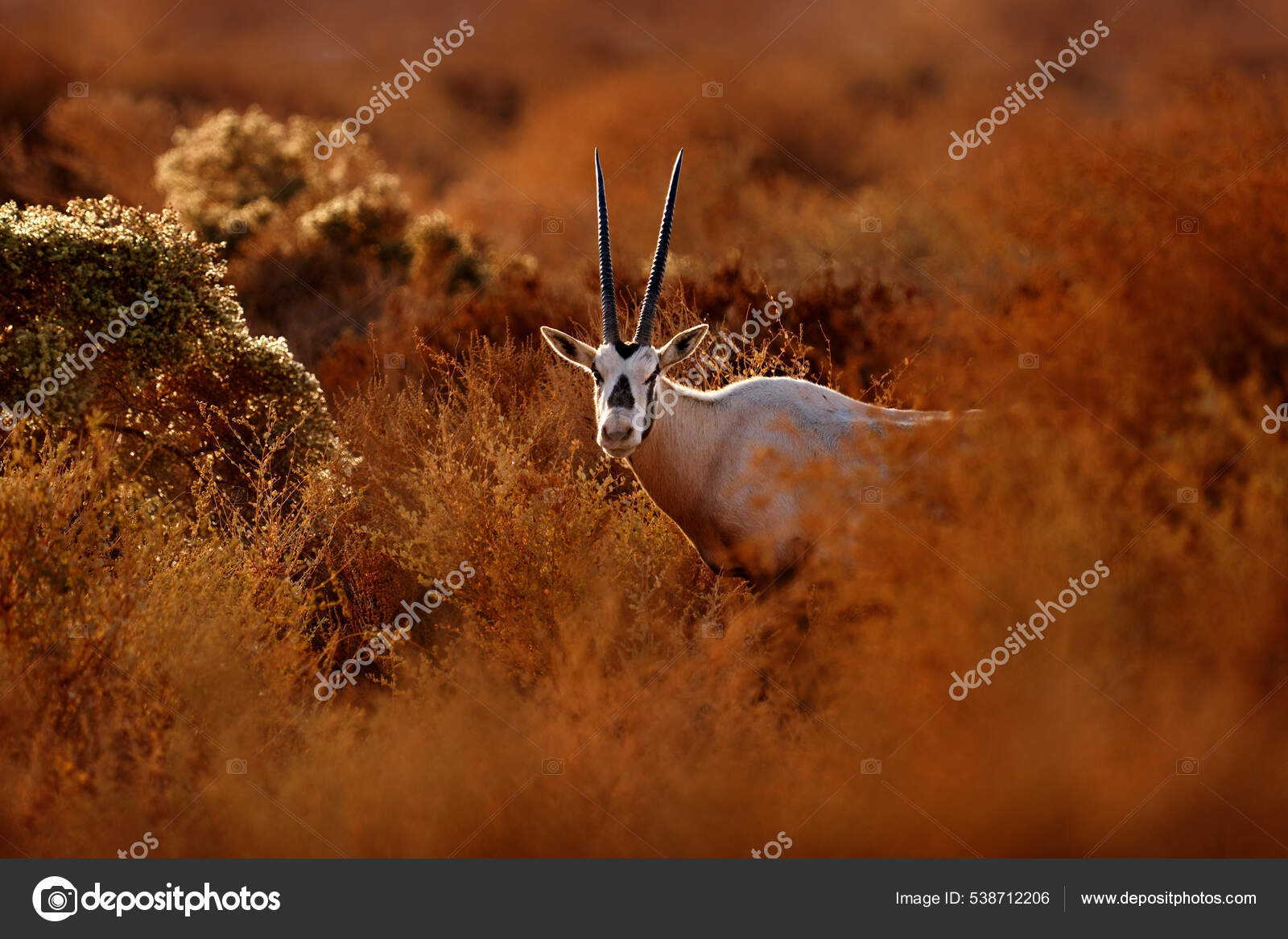Arabian Oryx Habitat