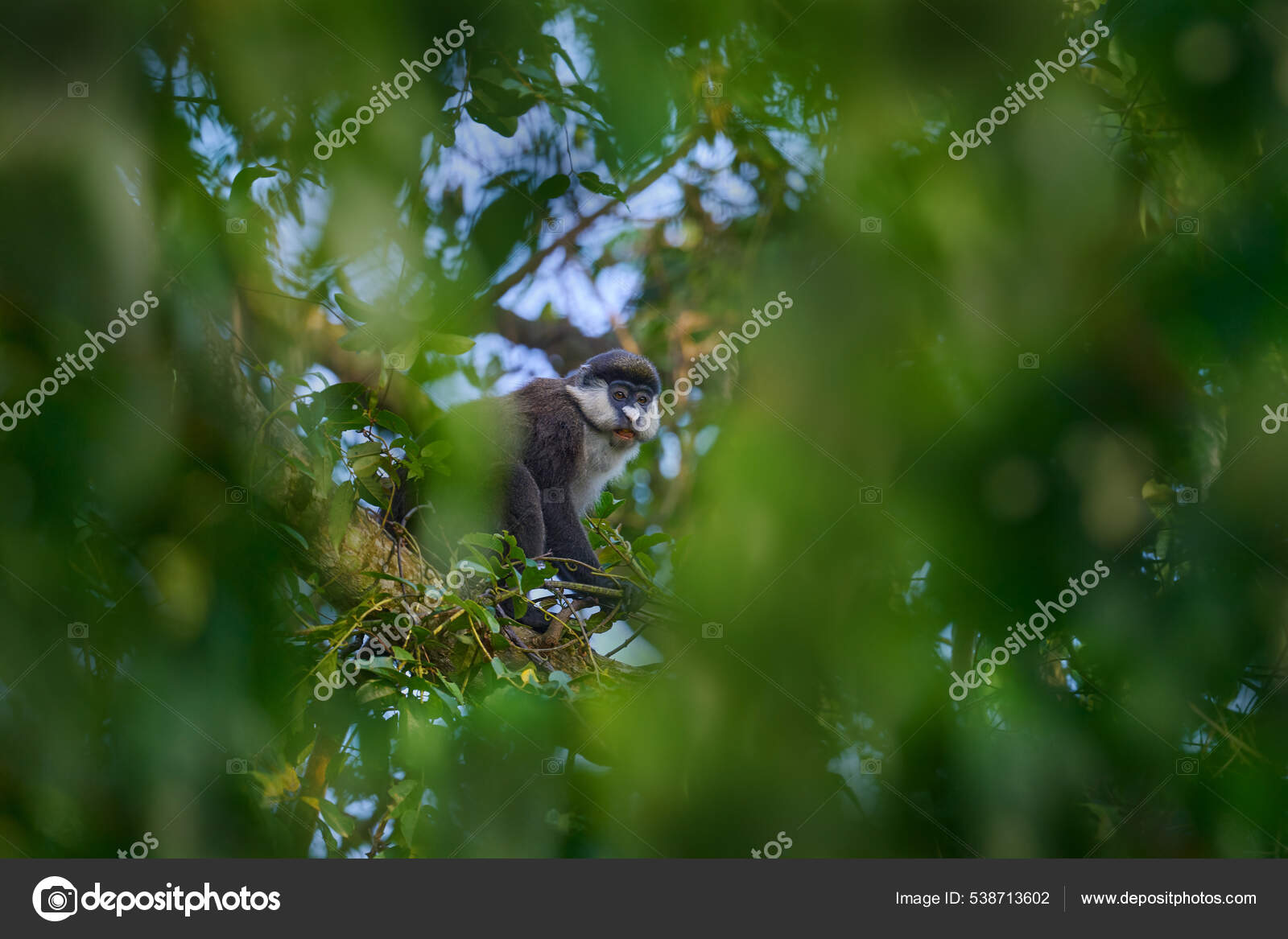 Red Tailed Monkey Schmidt's Guenon Cercopithecus Ascanius Sitting Tree ...