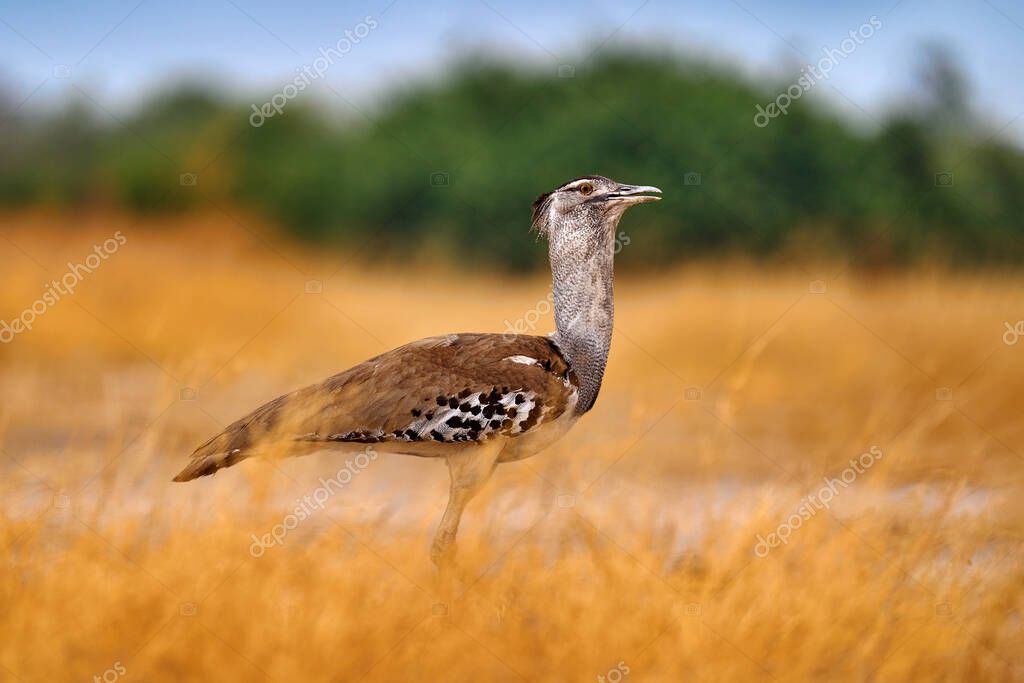 avutarda Kori, Ardeotis kori, ave voladora más grande nativa de África ...