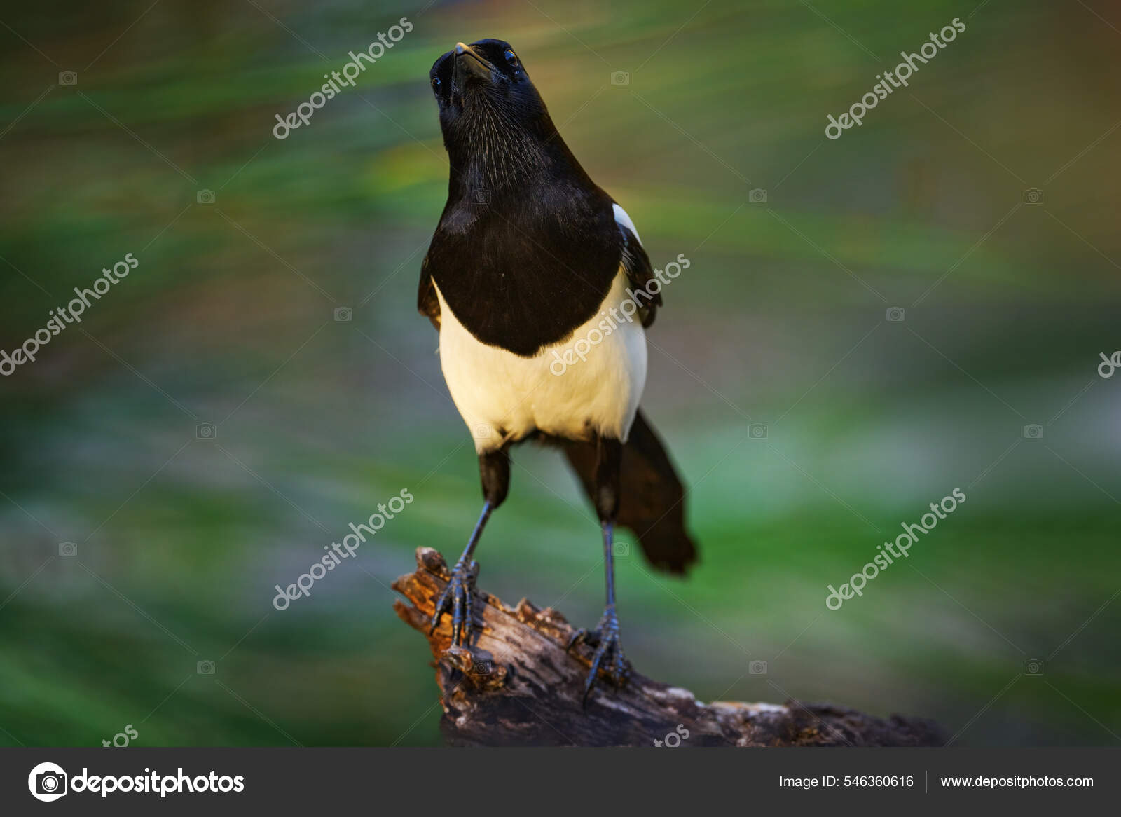 Magpie Forest Pica Pica Black White Bird Long Tail Nature Stock Photo ...