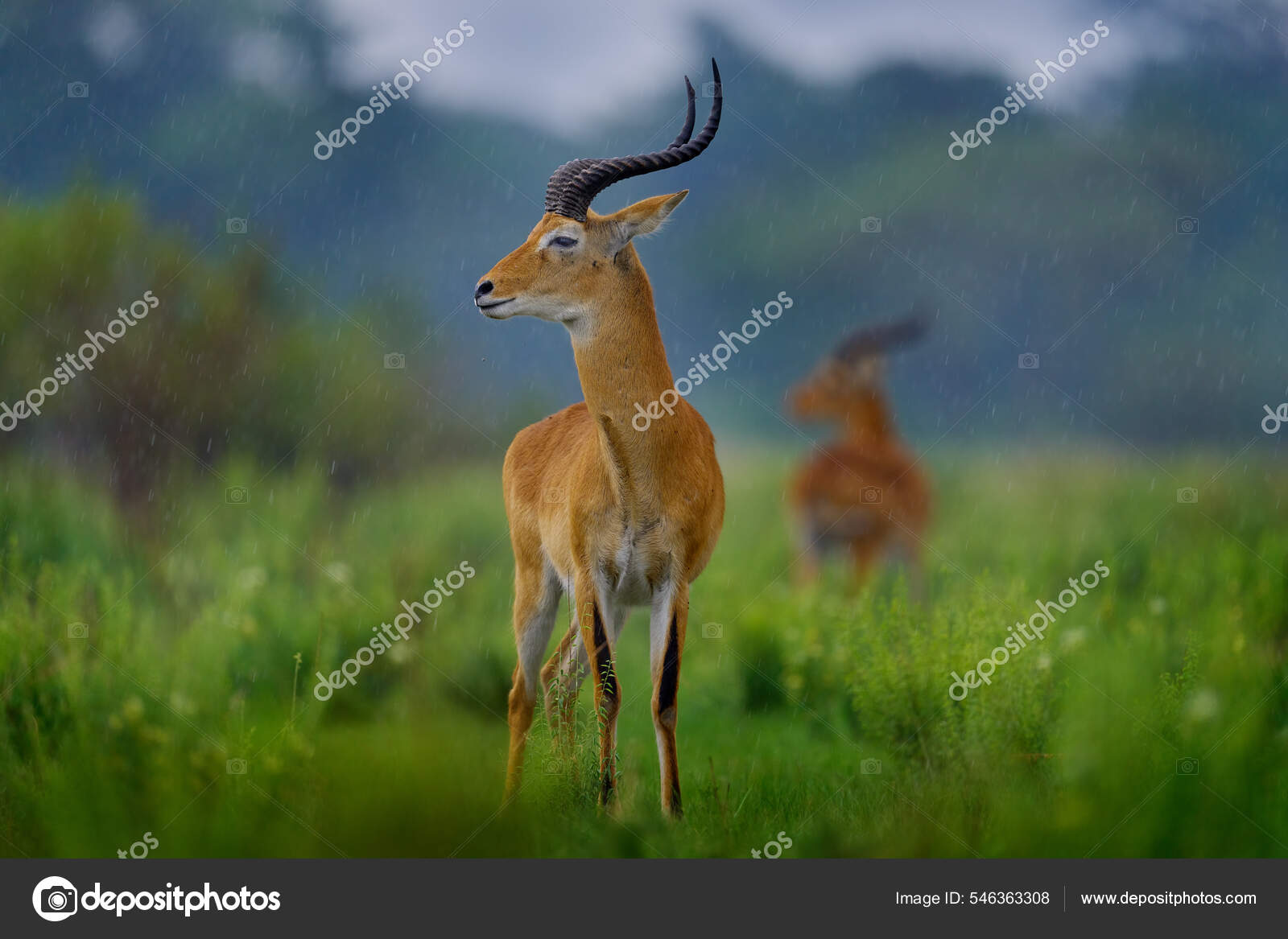 Ugandan Kob Kobus Kob Thomasi Rainy Day Savannah Kob Antelope Stock Photo by ©OndrejProsicky ...