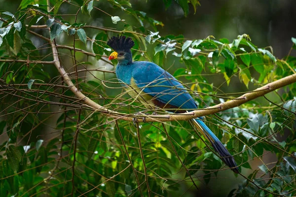 Great blue turaco Stock Photos, Royalty Free Great blue turaco Images ...