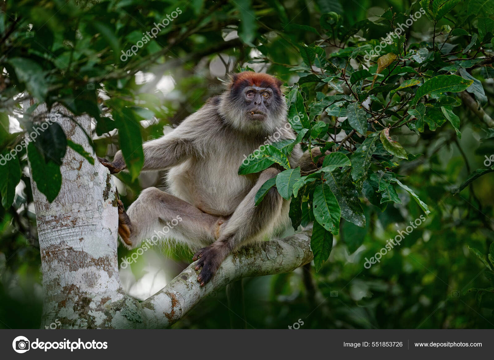 Oegandese Rode Colobus Piliocolobus Tephrosceles Roodharige Grijze Aap ...