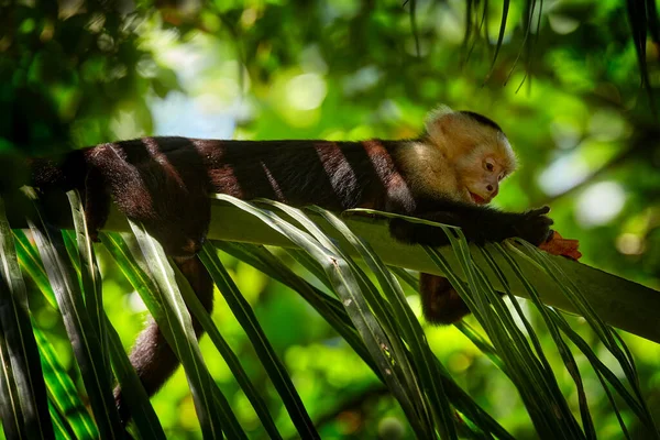 Fotos de Wild capuchin, Imagens de Wild capuchin sem royalties ...