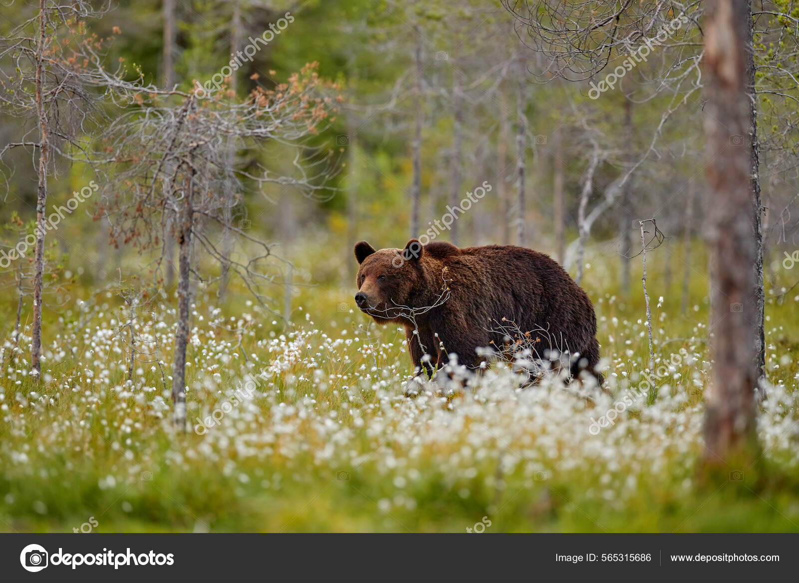 Summer Wildlife Bear Standing Sit Its Hind Legs Somerr Forest Stock ...