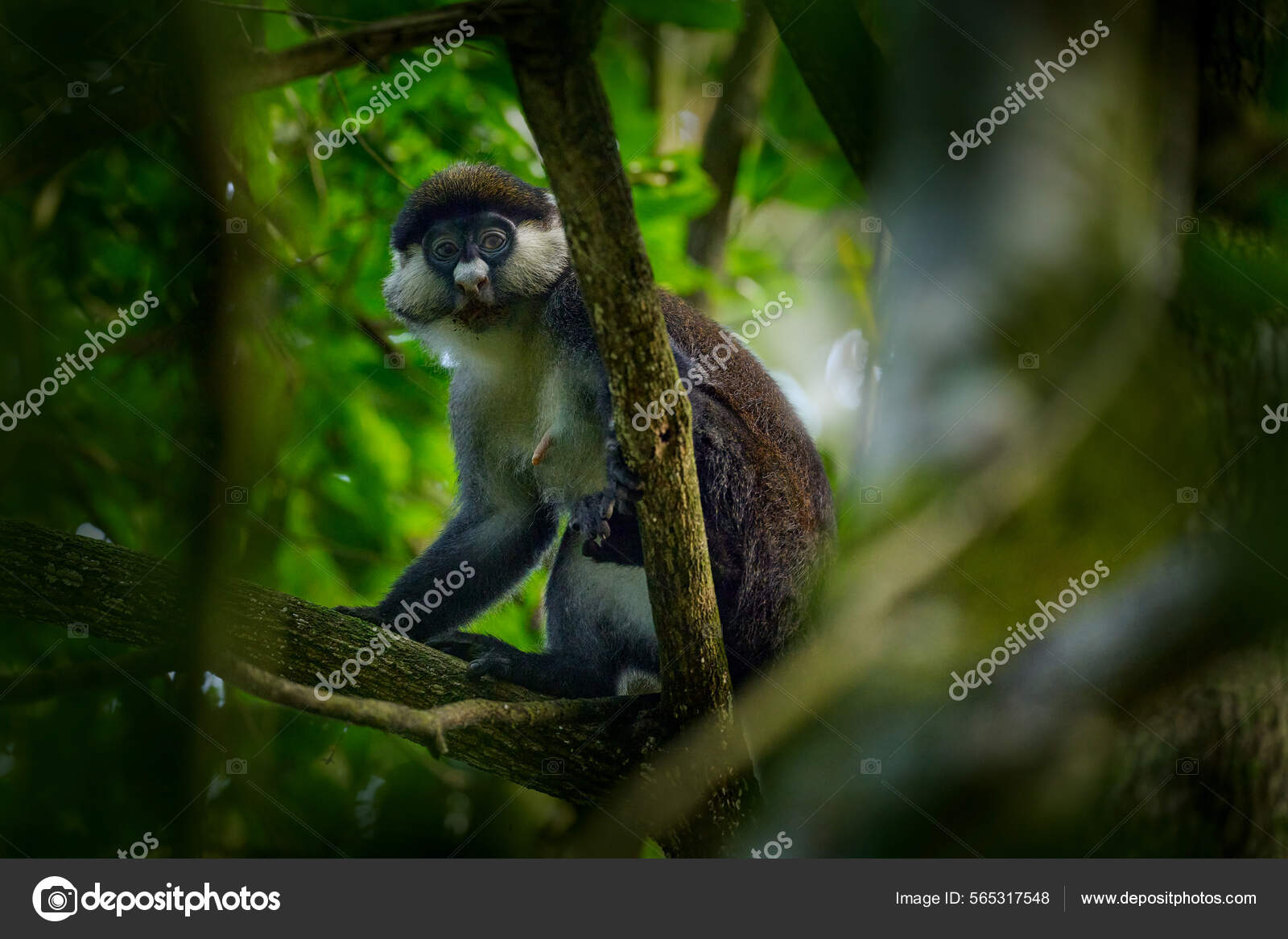 Red Tailed Monkey Schmidt's Guenon Cercopithecus Ascanius Sitting Tree ...